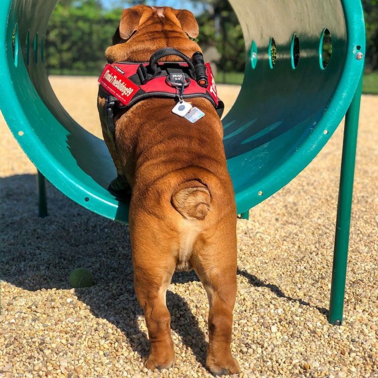 English Bulldog Tail Types: Straight vs Screw Tail (+ Tail Pocket Care)