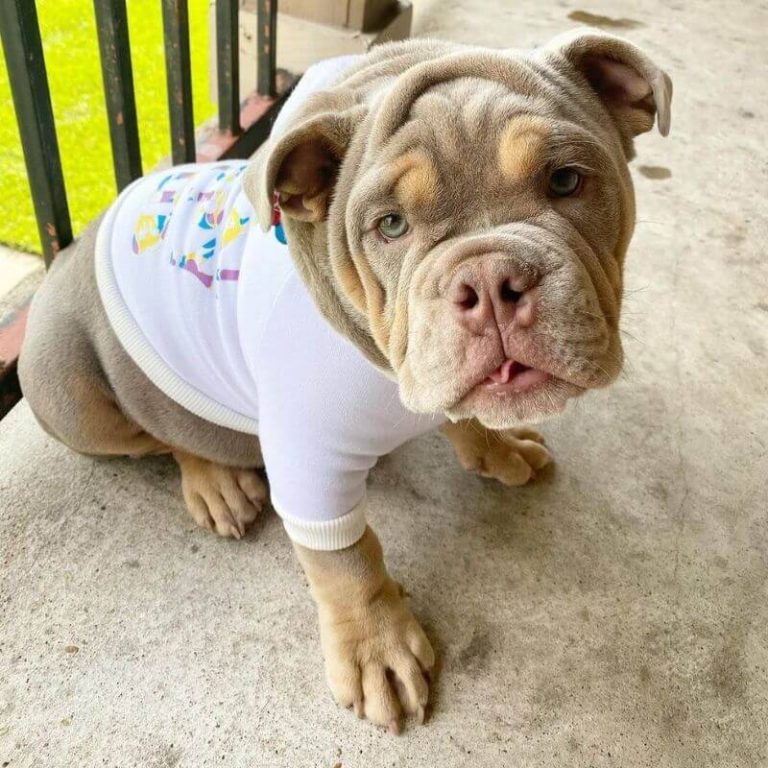 English Bulldog Clothes | Find the Perfect Fit Pieces Here!