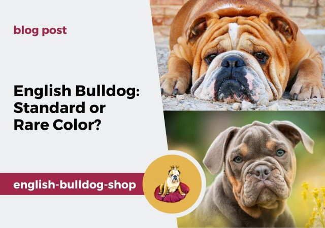 Rare vs Standard English Bulldog Colors | Full Guide 2025
