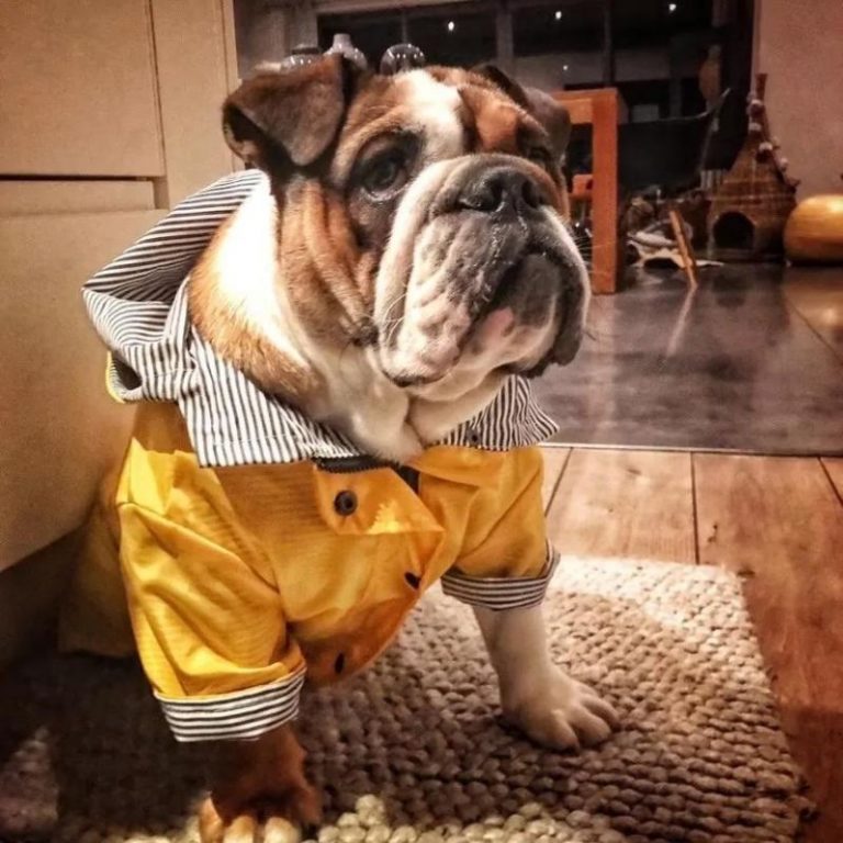 English Bulldog Clothes | Find the Perfect Fit Pieces Here!