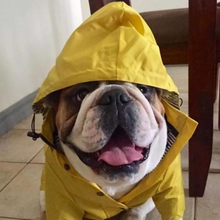 CoCo English Bulldog Raincoat | Stylish Protection for Rainy Days