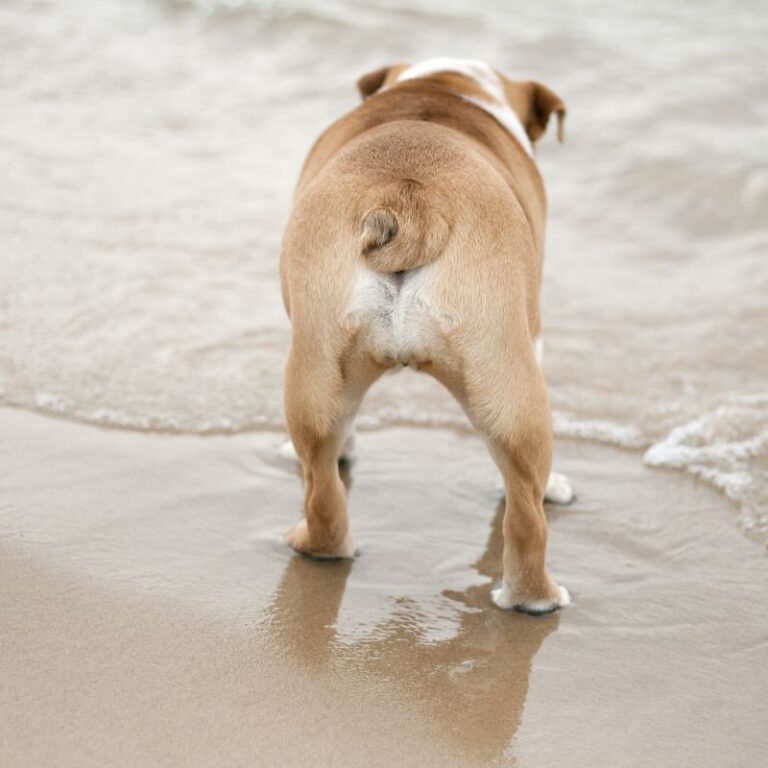 Bulldog Tail Amputation: All You Need To Know About the Surgery