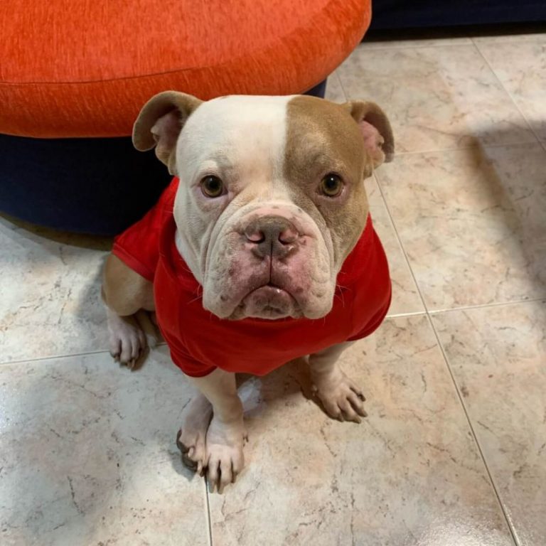 Black Friday 2025: English Bulldog Clothes, Gifts & Accessories