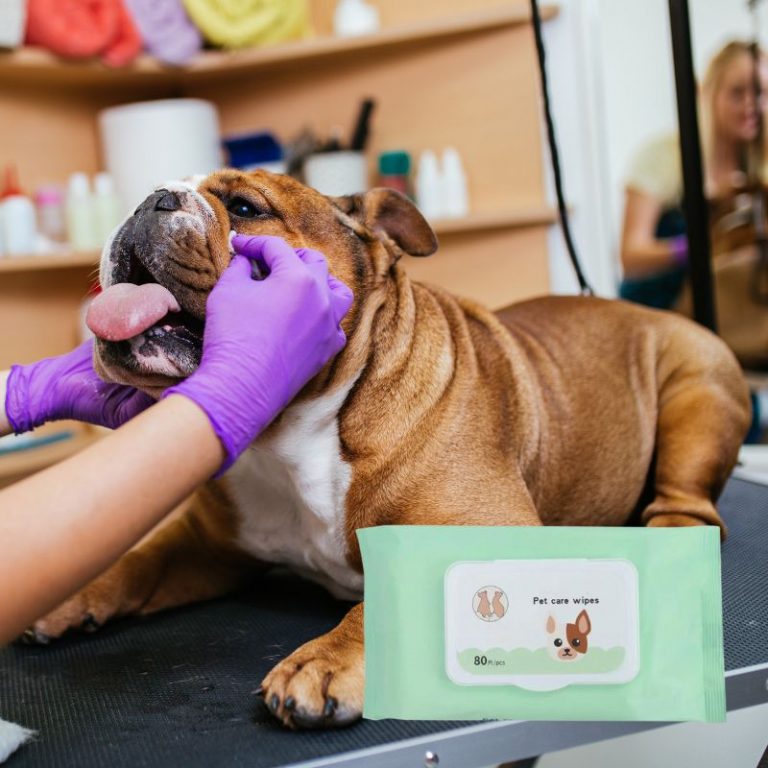 English Bulldog Lifespan: How Long Do They Live?