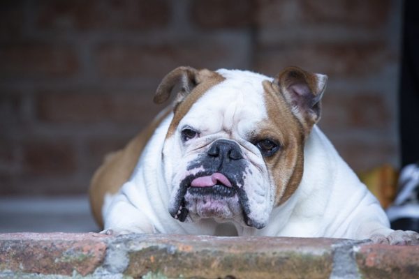 Is My English Bulldog Overweight? Check These Signs | English Bulldog Shop