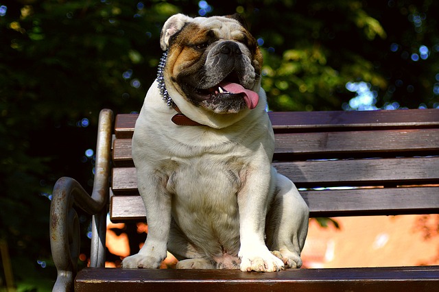 Is My English Bulldog Overweight? Check These Signs | English Bulldog Shop