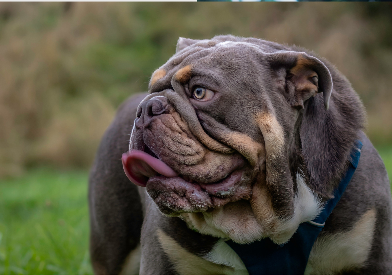 What Is a Grey English Bulldog? 7 Coat Color Combinations