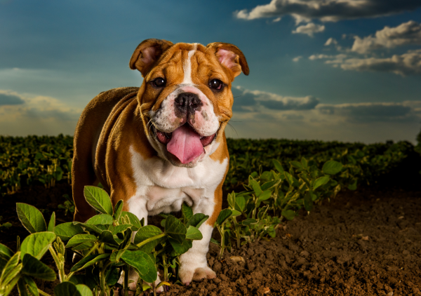 What Is A Miniature English Bulldog? Guide & Top Facts To Know