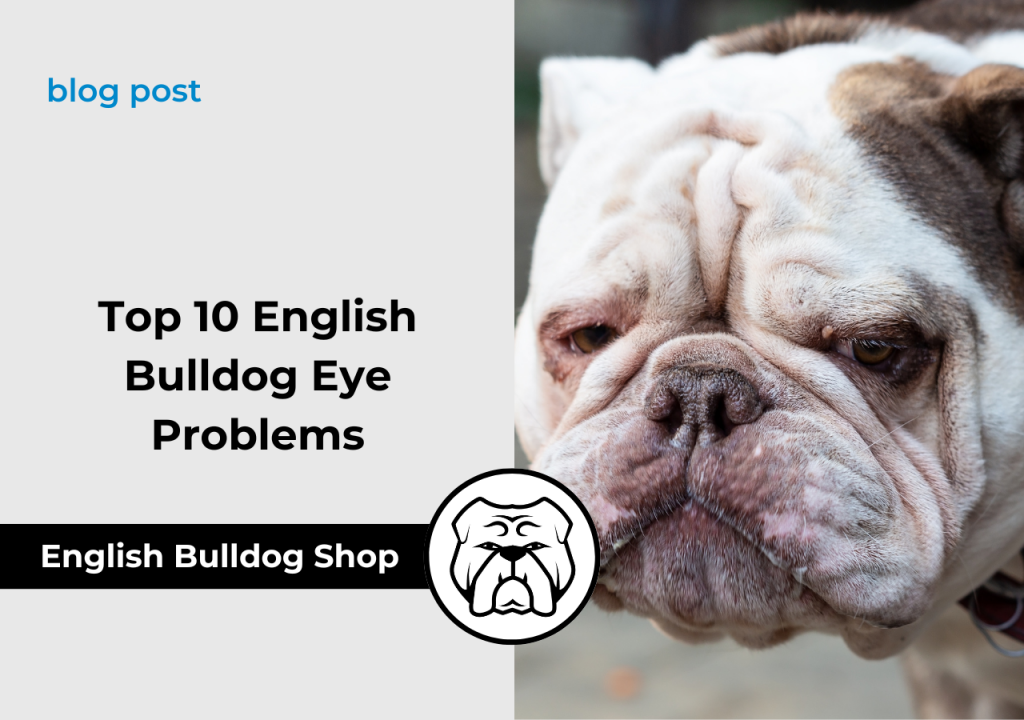 Top 10 English Bulldog Eye Problems: Reasons & Best Treatments