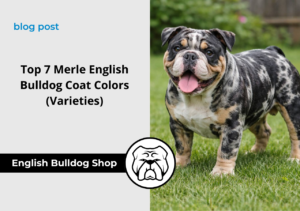 Top 7 Merle English Bulldog Coat Colors (Varieties)
