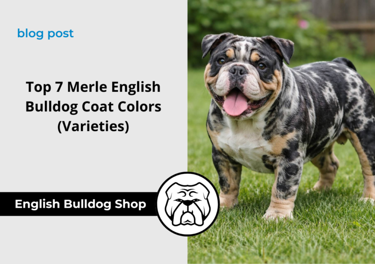 Top 7 Merle English Bulldog Coat Colors (Varieties)