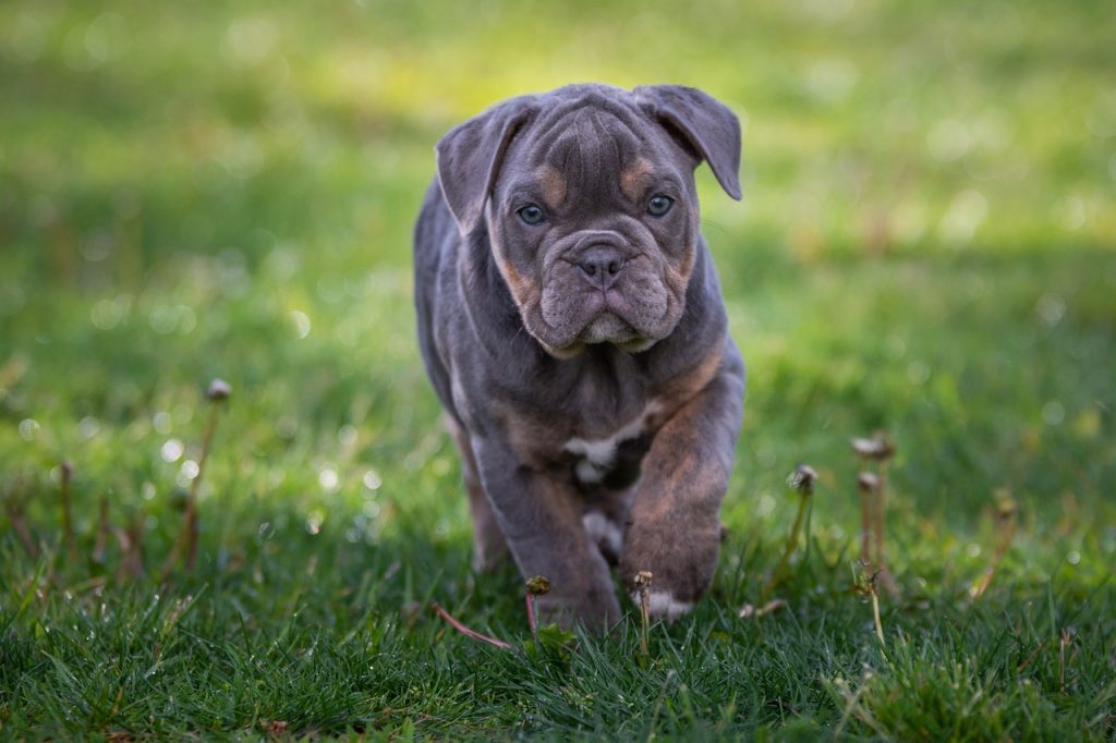 Rare vs Standard English Bulldog Colors | Full Guide 2025