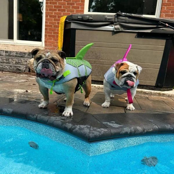 English Bulldog Clothes | Find the Perfect Fit Pieces Here!