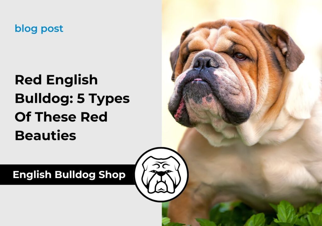 Red English Bulldog: 5 Types Of These Red Beauties | English Bulldog Shop