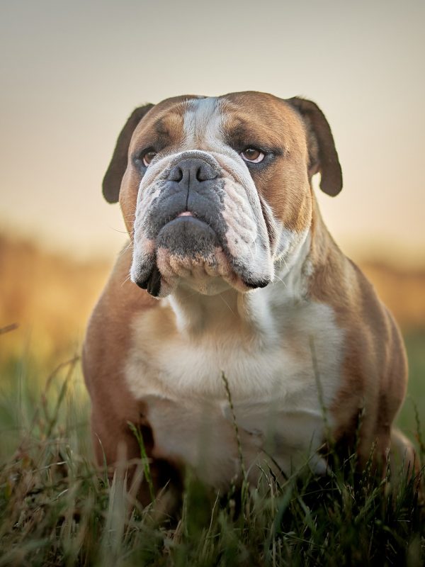 Red English Bulldog: 5 Types Of These Red Beauties | English Bulldog Shop