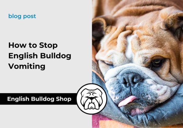 How to Stop English Bulldog Vomiting: 5 Things To Know