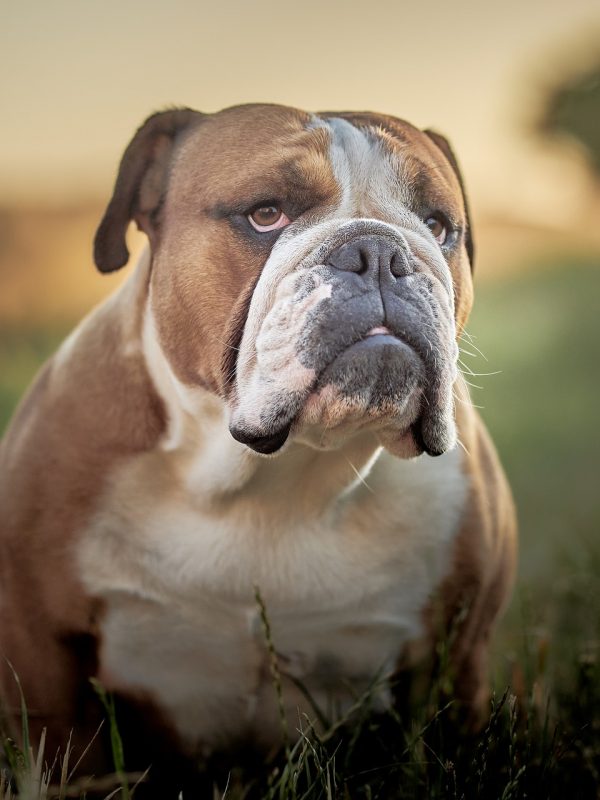 English Bulldog Size and Weight Through Life Stages