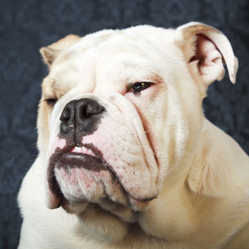 English Bulldog Underbite: Reasons and Solutions For Pet Owners