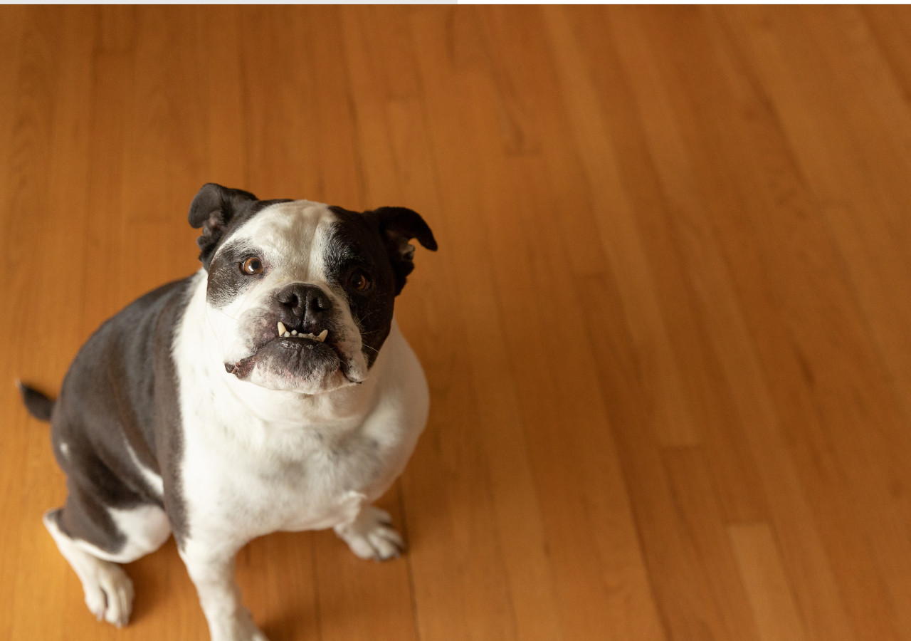 English Bulldog Underbite: Reasons and Solutions For Pet Owners