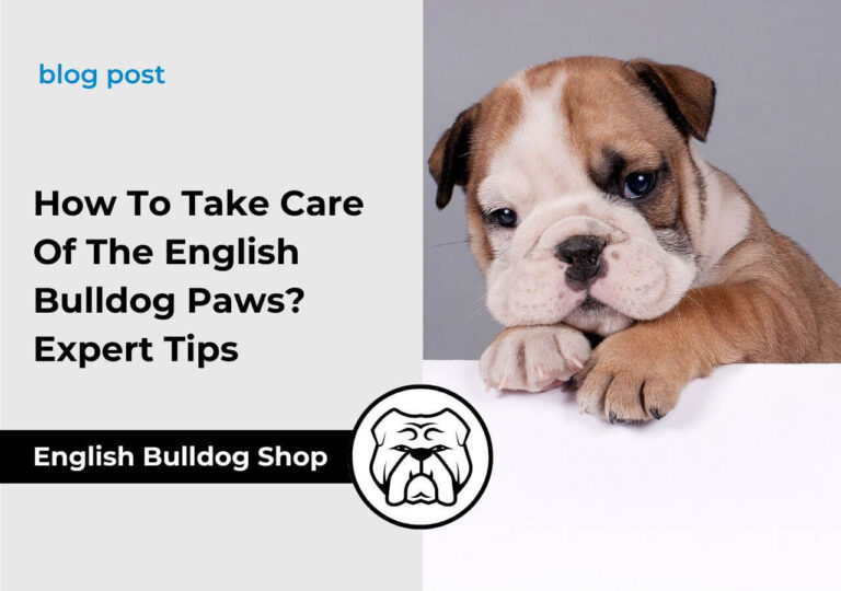 How To Take Care Of The English Bulldog Paws? 6 Expert Tips