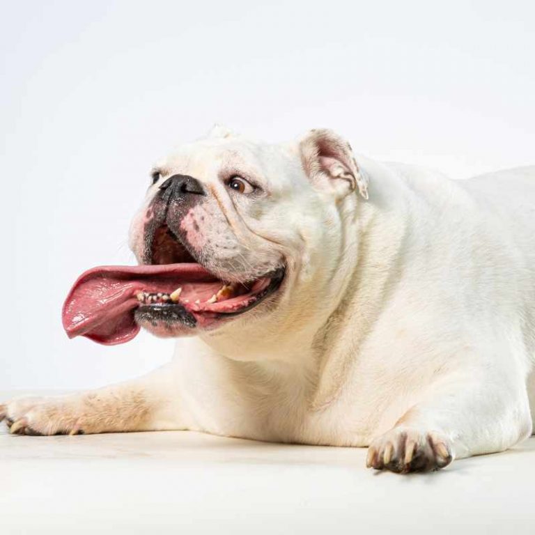 English Bulldog Lifespan: How Long Do They Live?