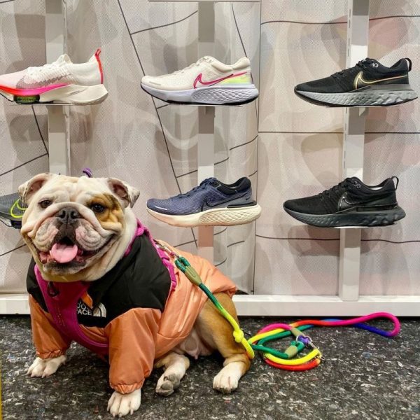 The Dog Face Puffer Jacket | Ultimate Winter Comfort for Bulldogs!