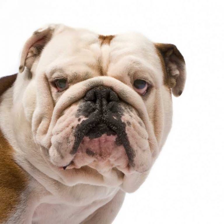What Are The Most Common English Bulldog Skin Problems?