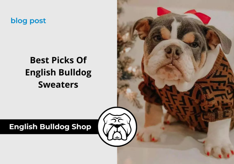 11 Best English Bulldog Sweaters To Make Your Dog Warm & Snug