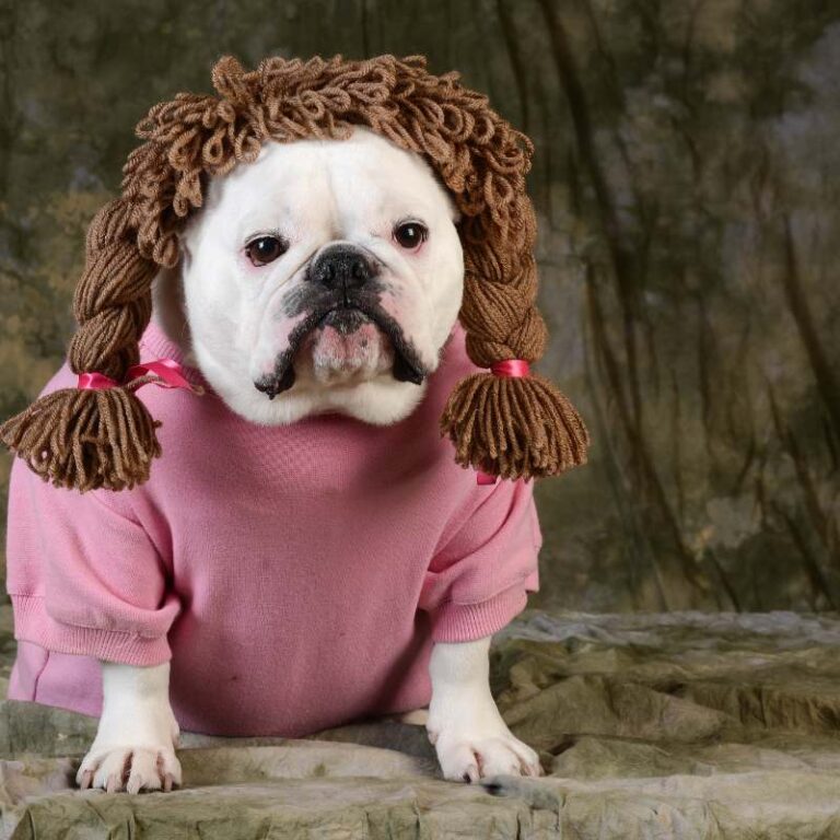 11 Best English Bulldog Sweaters To Make Your Dog Warm & Snug