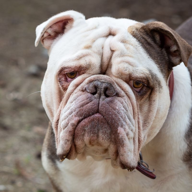 Dry Eye in Bulldogs: Reasons & 6 Effective Treatment Tips