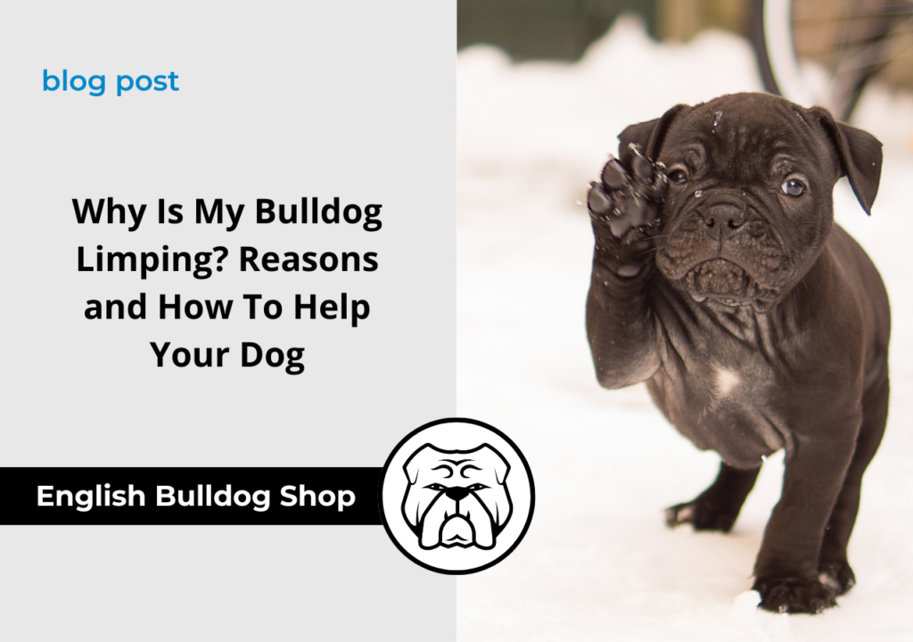 Why Is My Bulldog Limping? Reasons and How To Help Your Dog