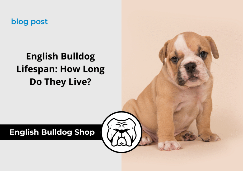 How Long Do British Bulldogs Live? Lifespan guide for Owners