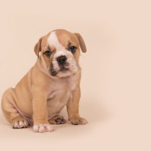 English Bulldog Lifespan: How Long Do They Live?