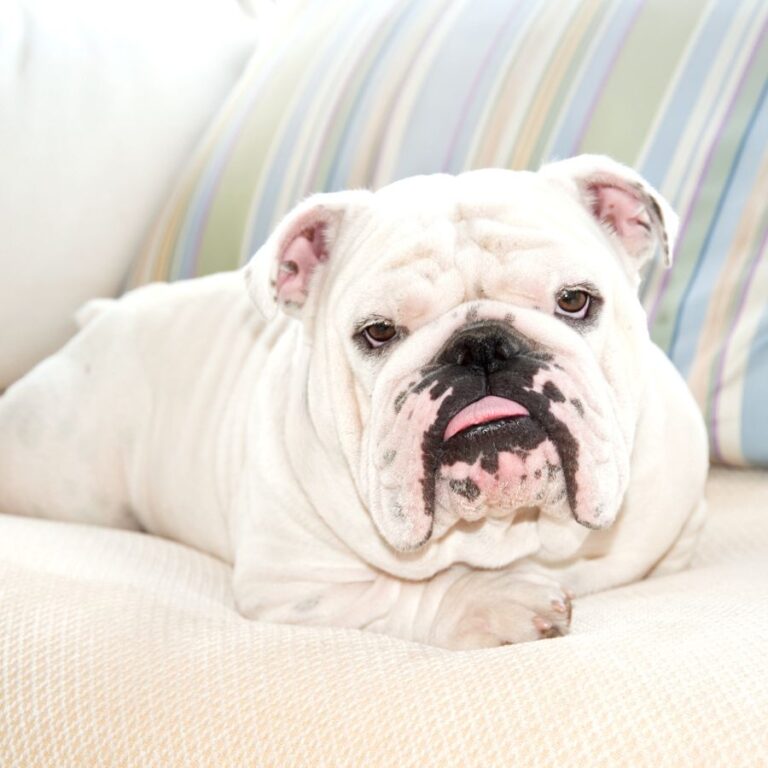 How Long Do British Bulldogs Live? Lifespan guide for Owners
