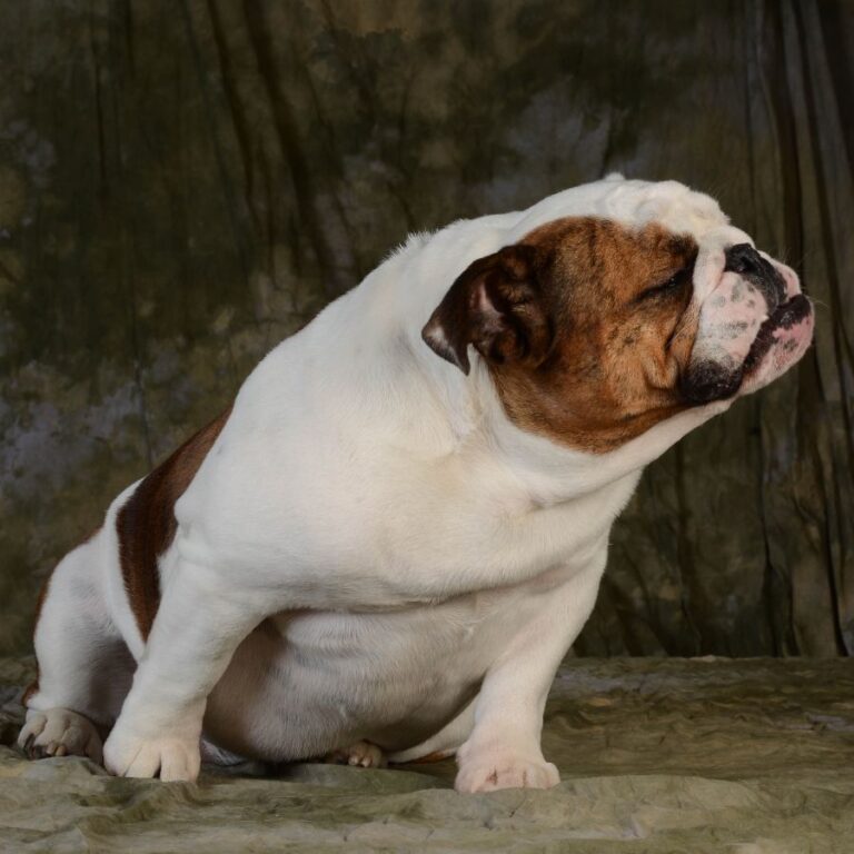 English Bulldog Lifespan: How Long Do They Live?