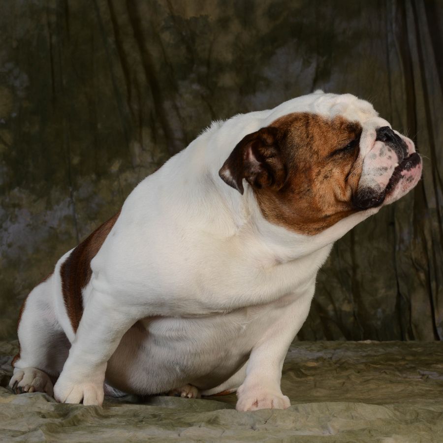 English Bulldog Lifespan: How Long Do They Live?