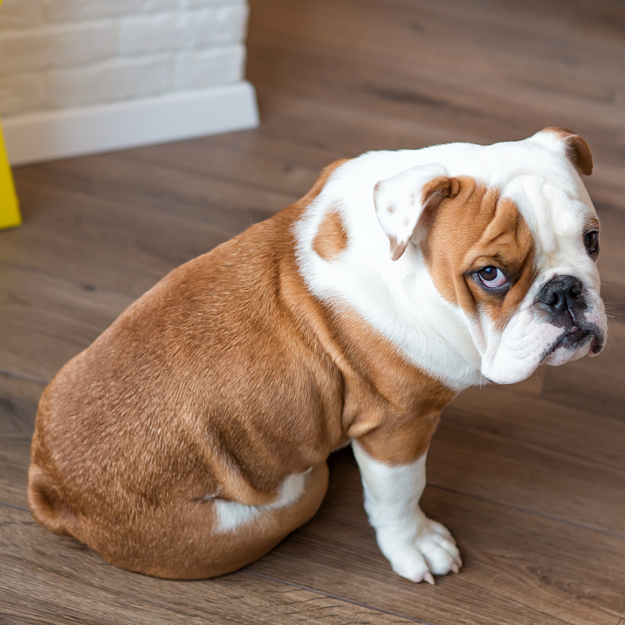 English Bulldog Lifespan: How Long Do They Live?