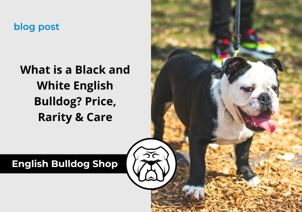 What is a Black and White English Bulldog? Price, Rarity & Care